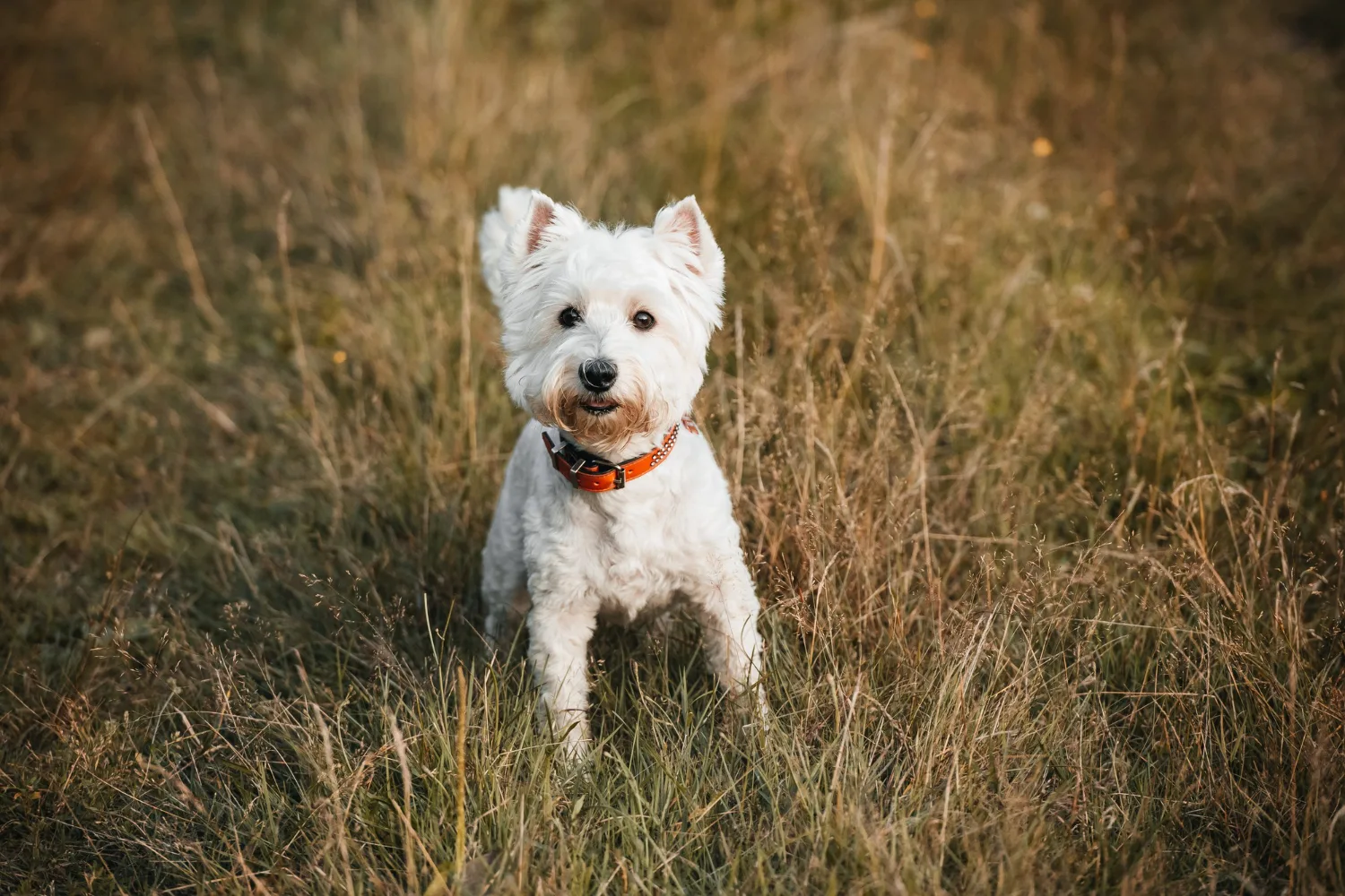 West highland white terrier miniaturka - opis rasy • GingerDream